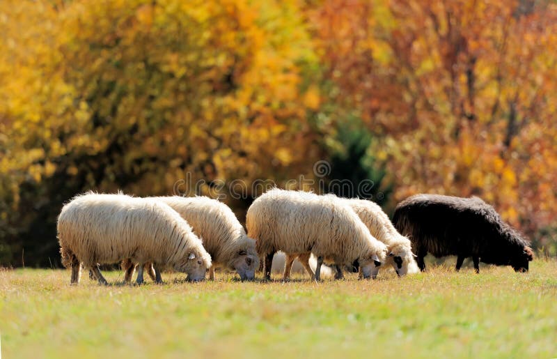 Sheep on a field stock image. Image of curious, nature - 29964753