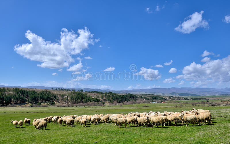 Sheep on the field stock image. Image of cute, herding - 38156155