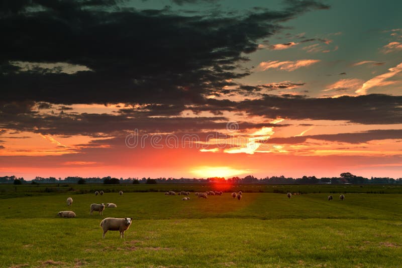Sheep on field against sun stock photo. Image of field - 26385710
