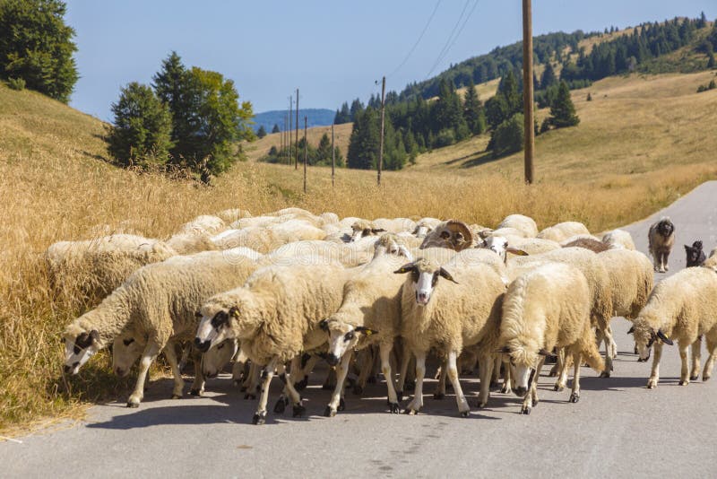 Sheep in the field stock image. Image of field, landscape - 181960987