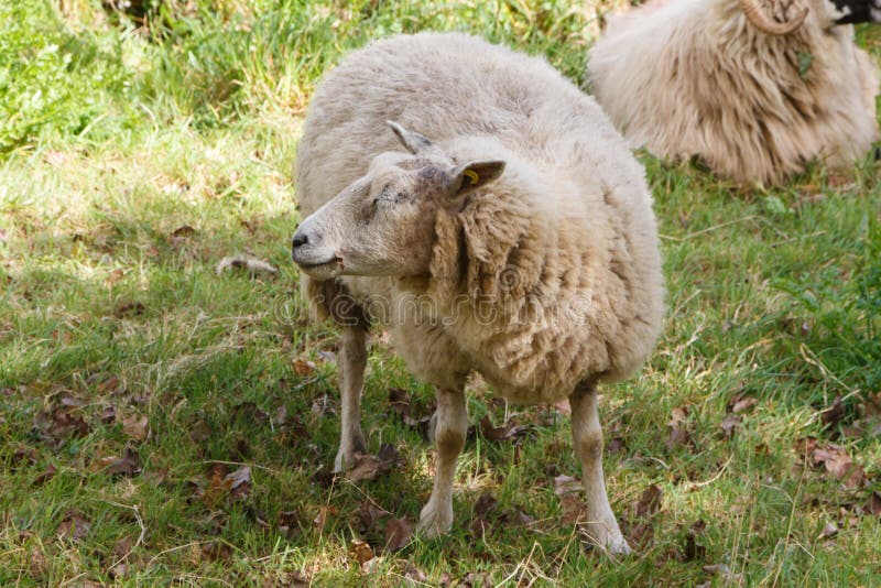 Sheep in a field stock photo. Image of head, farming - 157135578