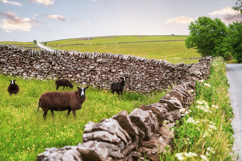 Sheep in a Field in Derbyshire, There is a Dry Stone Wall and Rolling ...
