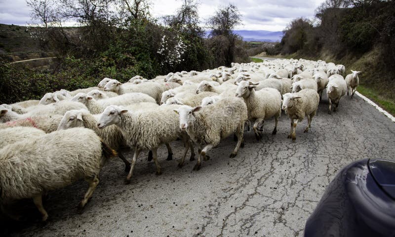 Sheep in field stock image. Image of farming, grass - 210027295