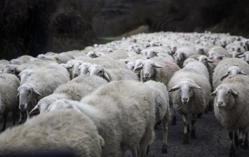 Sheep in field stock image. Image of nature, season - 210027303