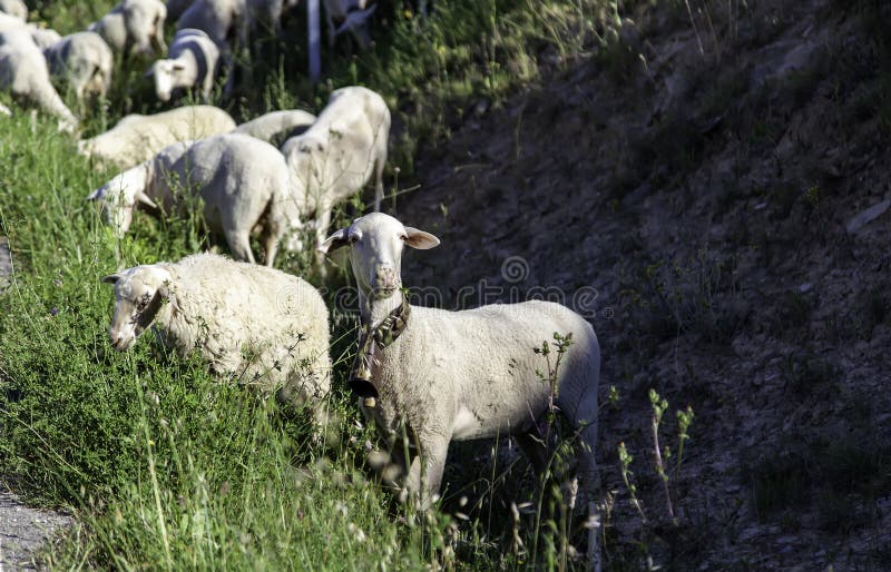 Sheep in field stock image. Image of farmland, grazing - 222454149