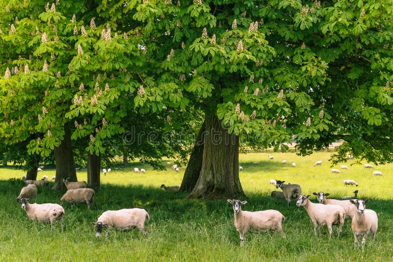 1,054 Sheep Under Tree Stock Photos - Free & Royalty-Free Stock Photos ...