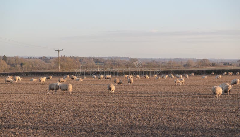 Sheep in a Field stock photo. Image of bright, cattle - 52143326