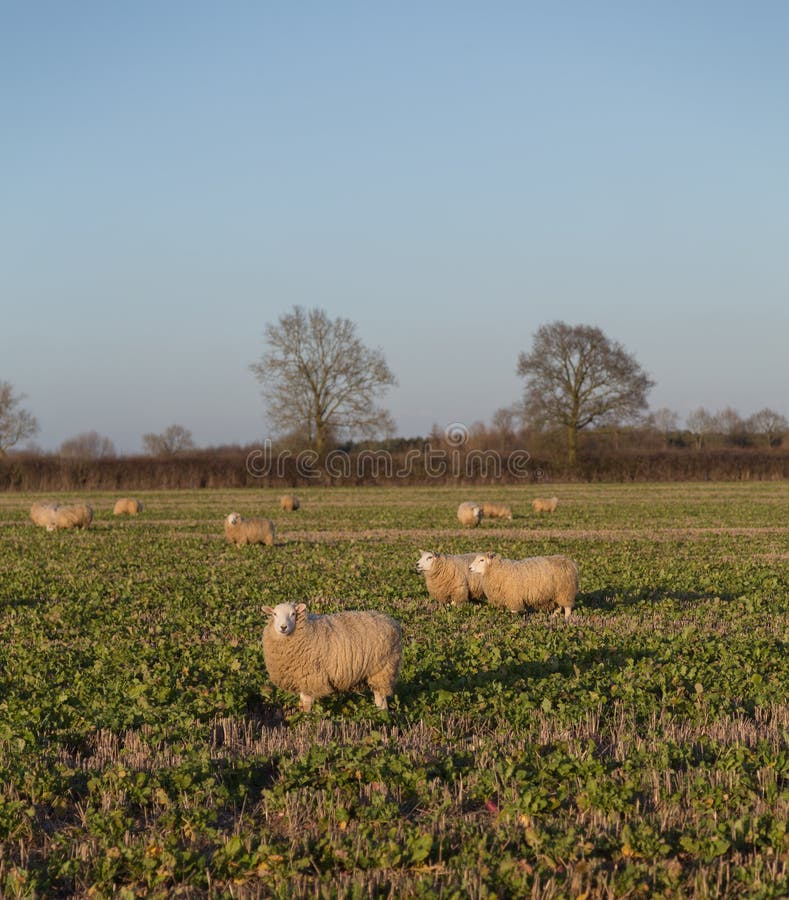 Sheep in a Field stock image. Image of british, outside - 52143509