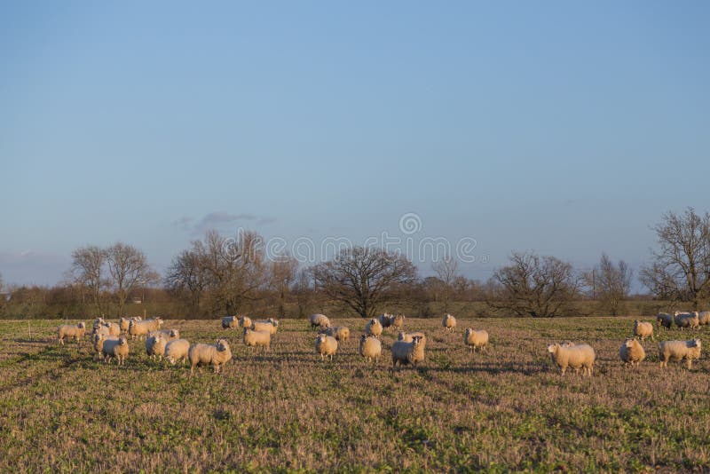 Sheep in a Field stock image. Image of curious, copy - 52144069