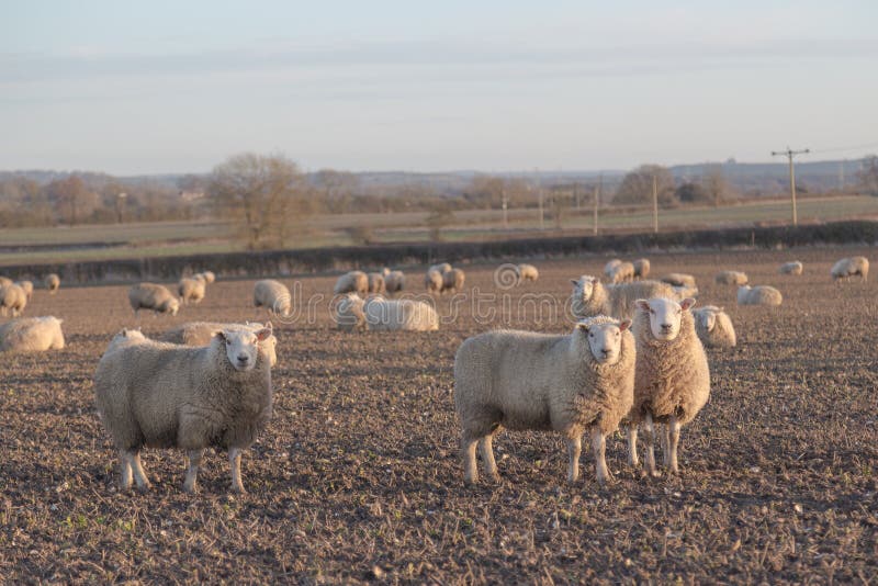 Sheep in a Field stock image. Image of field, open, meat - 52143855