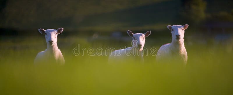 Sheep in Field Looking at Camera - Background Image Stock Image - Image ...