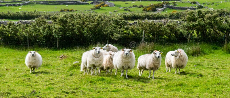 Seven Sheep in a Row in a Field Looking at the Camera Stock Photo ...