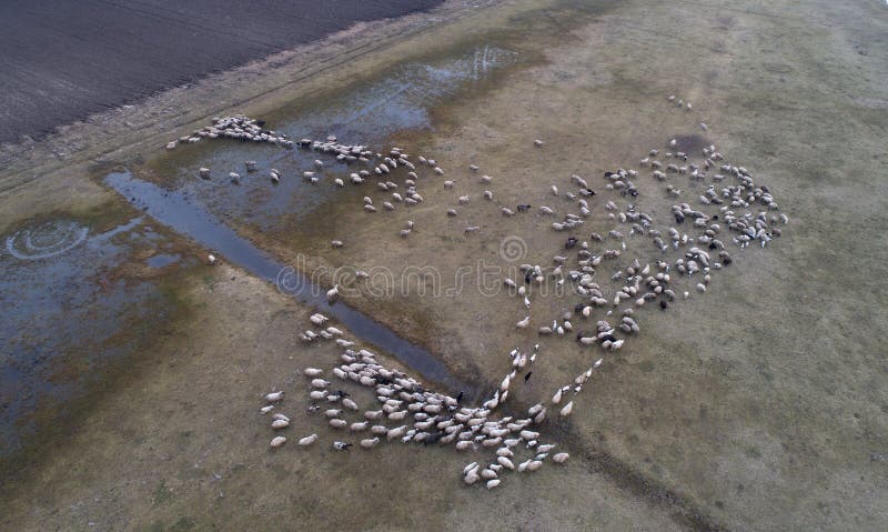 Sheep on Field Shoot from Air Stock Image - Image of flight, farmland ...