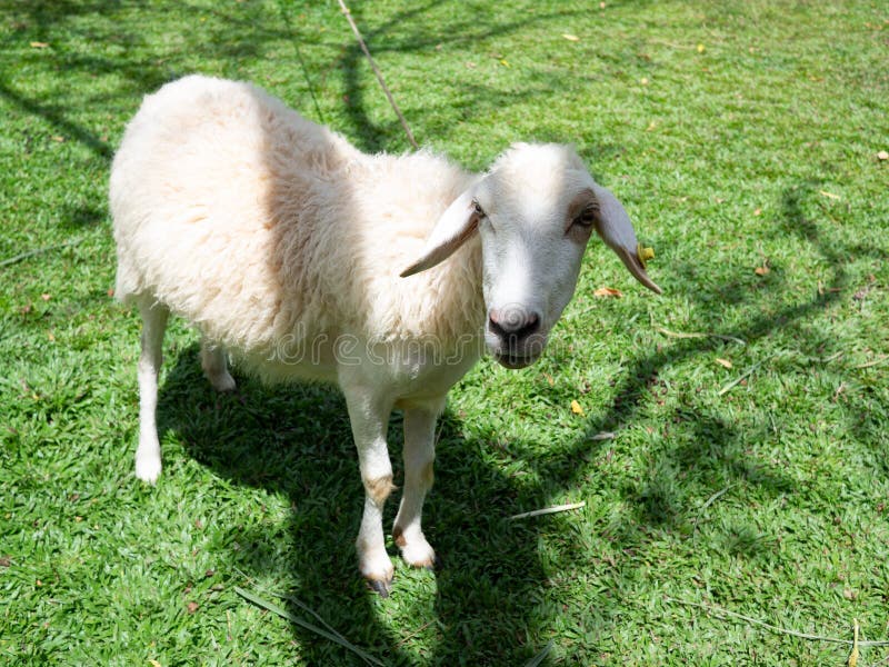 Sheep on field in spring stock image. Image of field - 153737997