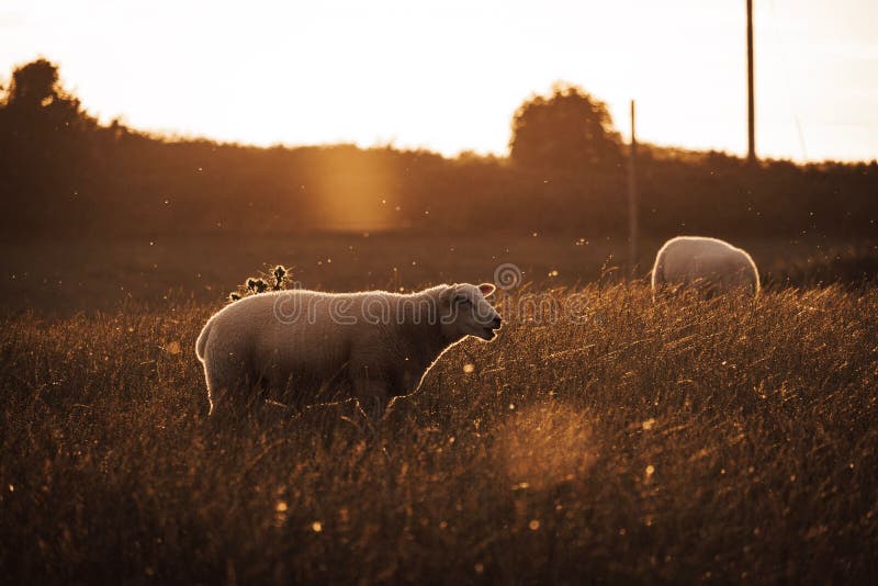 Sheep in Field during Sunset Stock Image - Image of animals, sunset ...