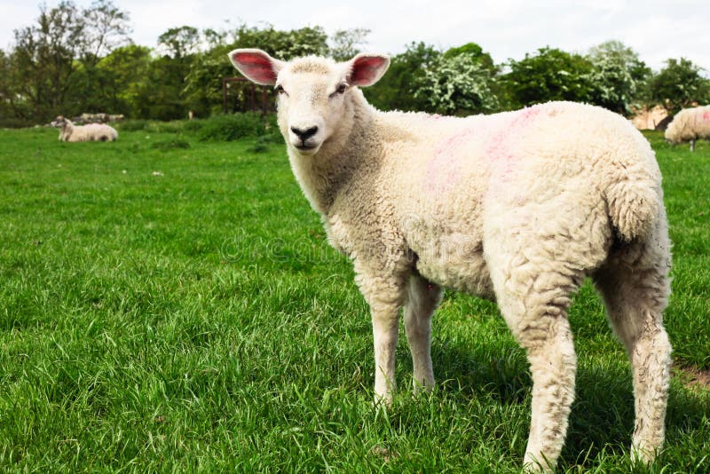 English sheep in field stock photo. Image of wool, england - 384082