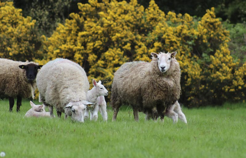 Sheep in the field. stock image. Image of sheep, mammal - 150165495