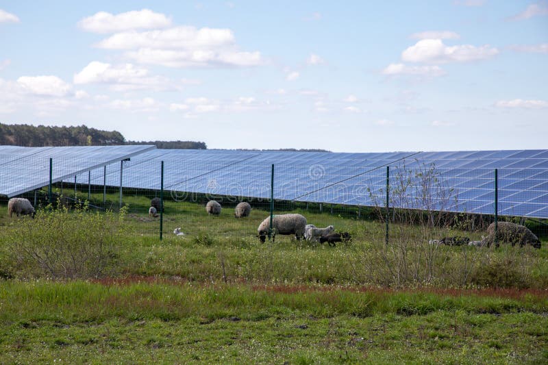 Sheep Fields in Generation of Renewable Energy in a Livestock Area and ...