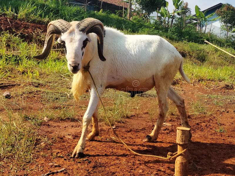 A Sheep Fight Seems Strong and Gallant Stock Image - Image of sheep ...