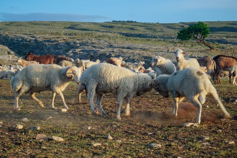 Sheep are Fighting on a Field in Dagestan Stock Image - Image of ...