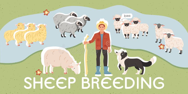 Various Sheep Breeds with Names Set Various Kind Identify Cartoon Vector Stock Vector ...