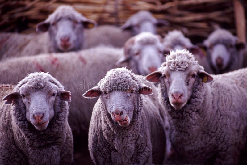 Sheep flock stock photo. Image of flocky, animal, baby - 4876906