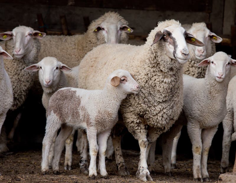 Sheep flock on farm stock photo. Image of livestock, breeding - 88332950