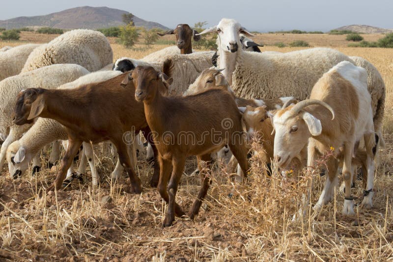 Sheep flock herd stock image. Image of africa, oriental - 31660439