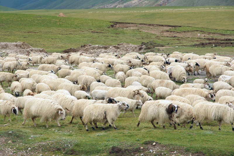 Sheep flock stock photo. Image of grassland, cloud, flock - 32563544
