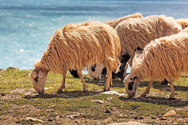 Sheep in a Flock Near the Ocean Stock Photo - Image of natural, herd ...
