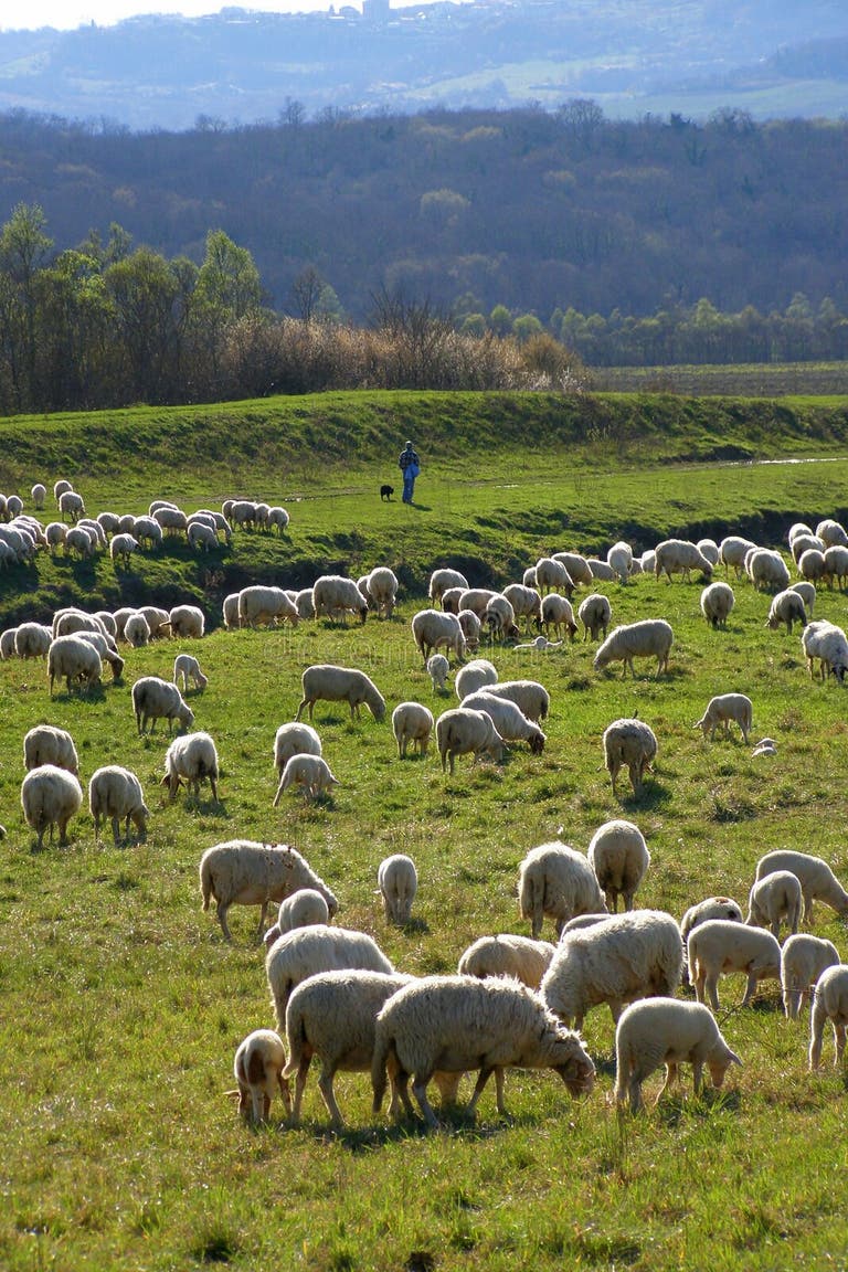 209 Shepherd Leading Sheep Stock Photos - Free & Royalty-Free Stock ...