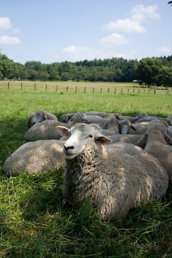 Sheep stock image. Image of cute, domestic, meadow, looking - 31900569