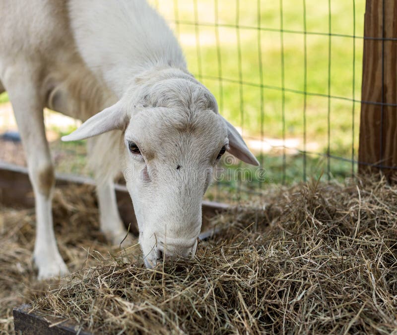 Sheep and fly stock photo. Image of barn, goat, sheep - 41315550