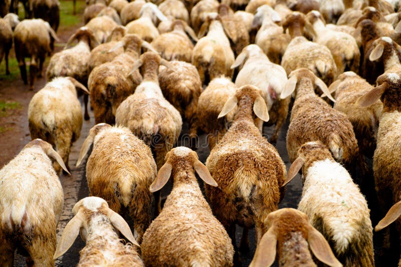 Sheep Folk on the Road after Grazing Stock Photo - Image of shepherd ...