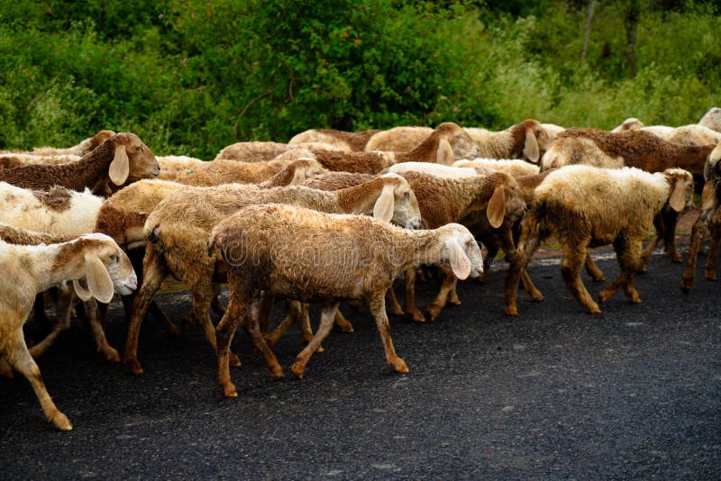 Sheep Folk on the Road after Grazing Stock Photo - Image of ovise ...