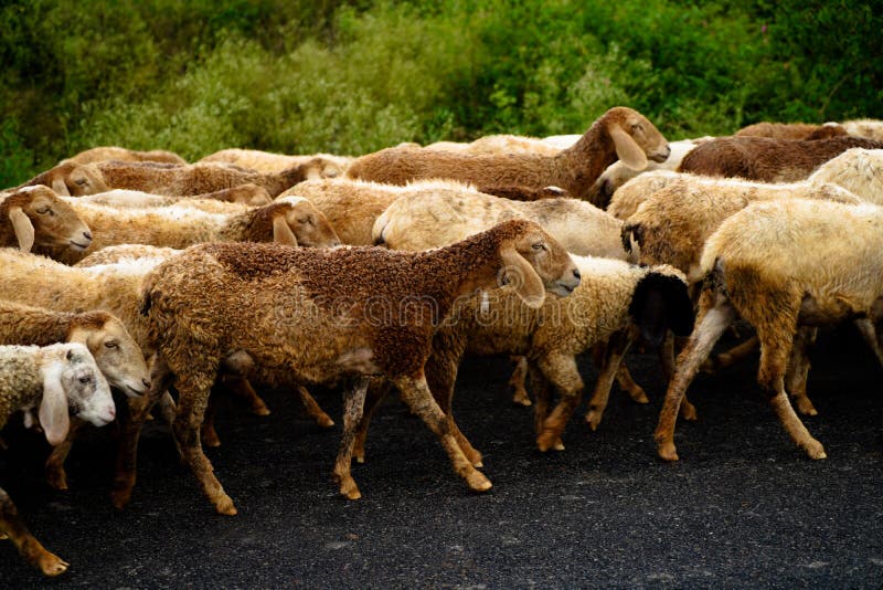 Sheep Folk on the Road after Grazing Stock Image - Image of mutton ...