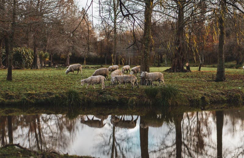 Sheep Following Each Other Past a Lake Casting a Reflection Stock Photo ...