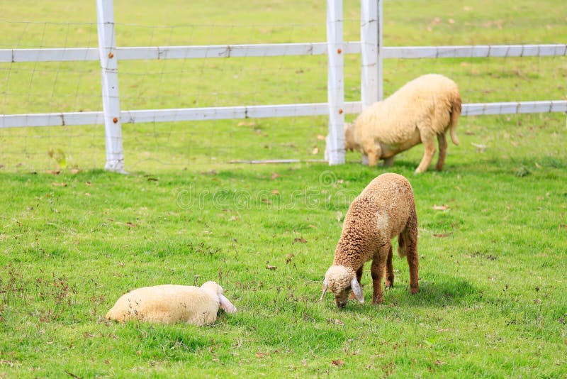 Sheep Forage in Sunny Summer Pasture Stock Photo - Image of alpaca ...