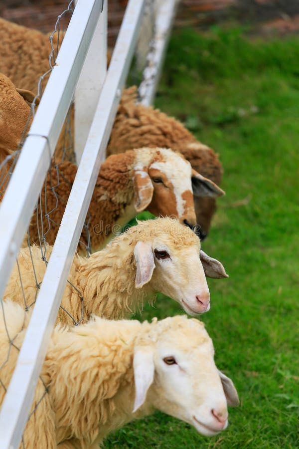 Sheep Forage in Sunny Summer Pasture Stock Photo - Image of alpaca ...