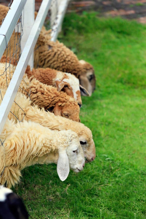 Sheep Forage in Sunny Summer Pasture Stock Photo - Image of alpaca ...