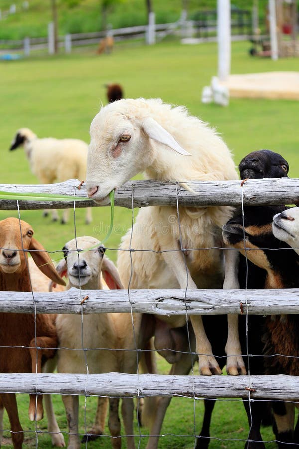 Sheep Forage in Sunny Summer Pasture Stock Image - Image of outdoor ...