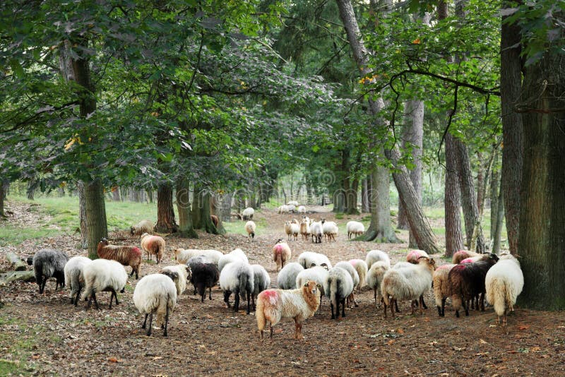 Sheep on forest road stock photo. Image of white, animal - 21330214