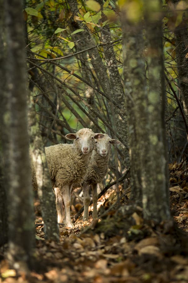 Sheep in Forest among Trees Stock Image - Image of autumn, colorful ...