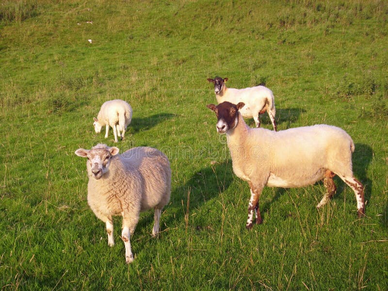 Sheep stock photo. Image of united, agriculture, sheep - 68710350