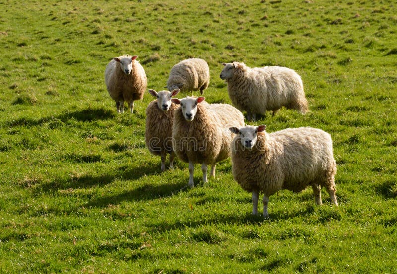 Sheep stock photo. Image of mutton, merino, sheep, farm - 53463618