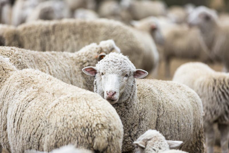 Sheep in the Free State stock photo. Image of nature - 100132822