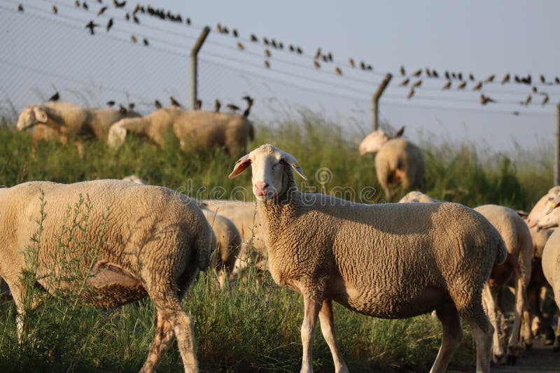 Sheep in front of Fence stock photo. Image of fencing - 280031152