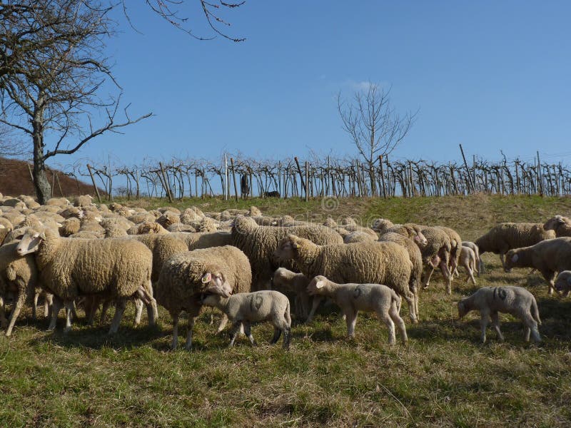 Sheep in Front of a Vineyard Stock Photo - Image of voich, flock: 30594672