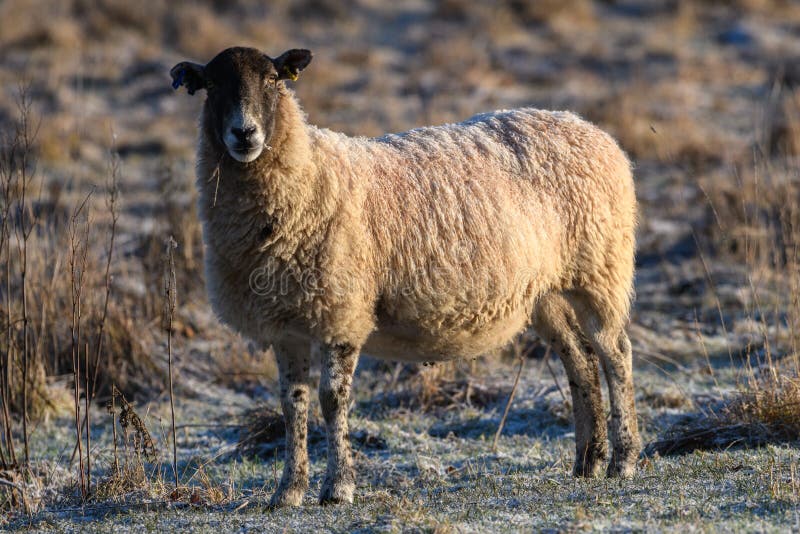 Sheep with a frosty back stock photo. Image of pasture - 105592272