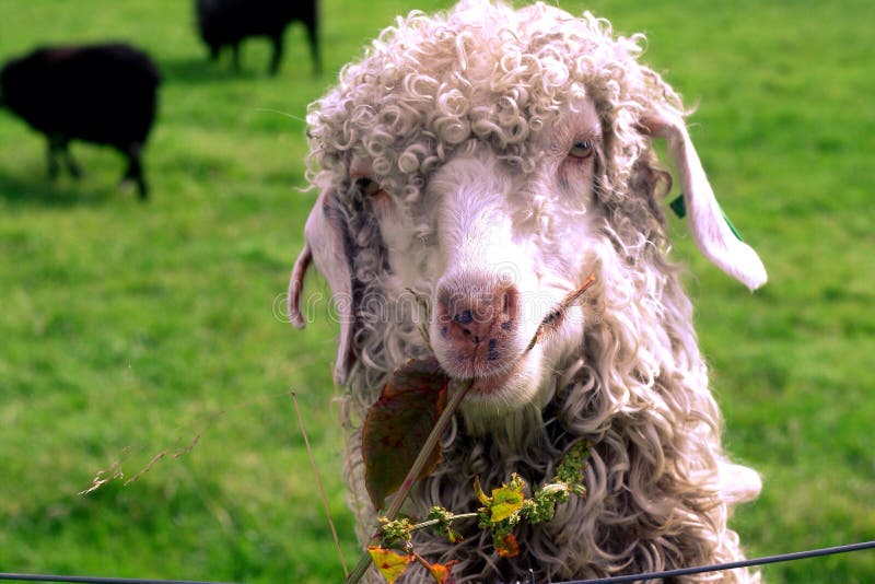 Sheep stock photo. Image of funny, face, personality - 59683748